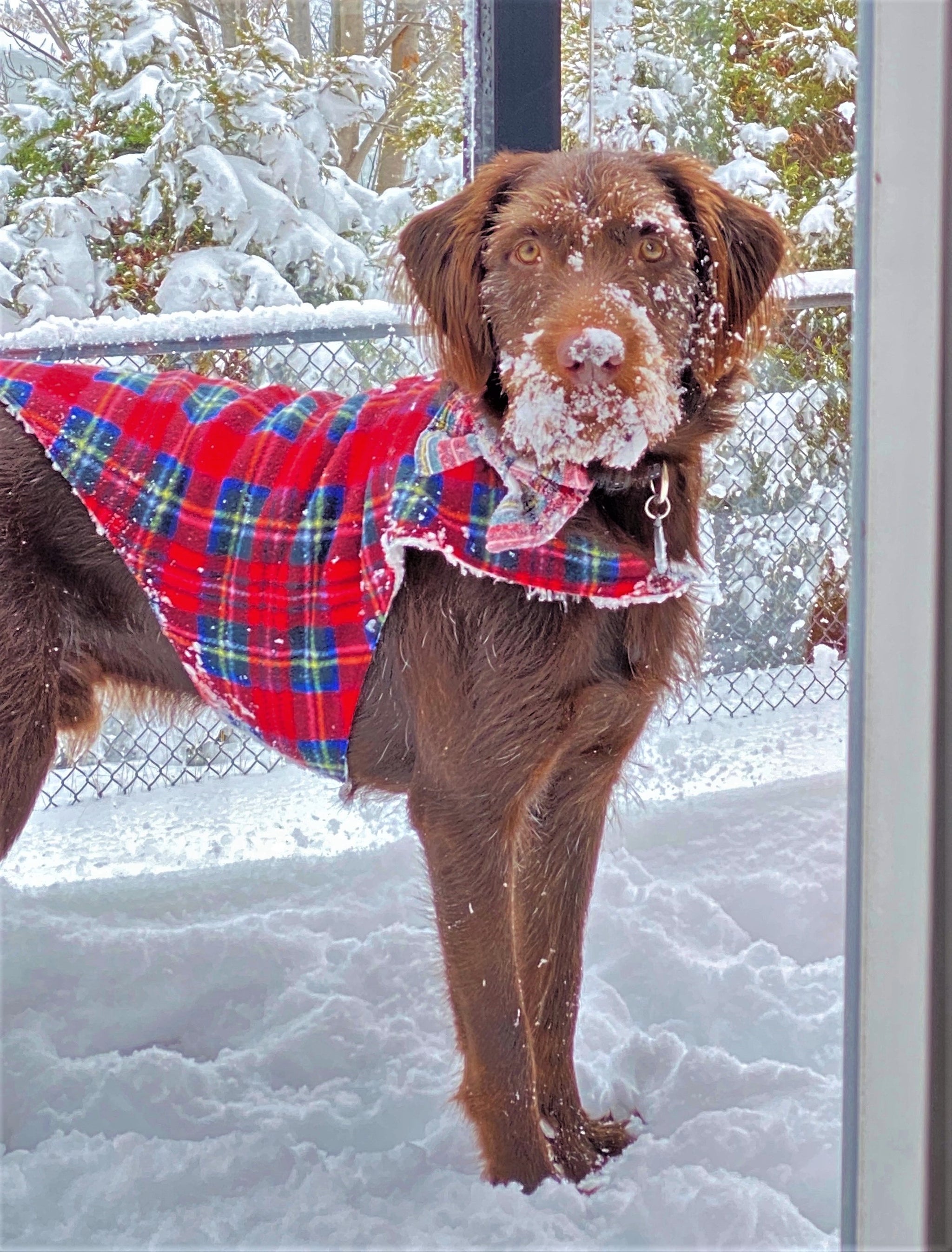 Pet Accessories & Toys York Region - Woof In Style, ON – Woof IN Style